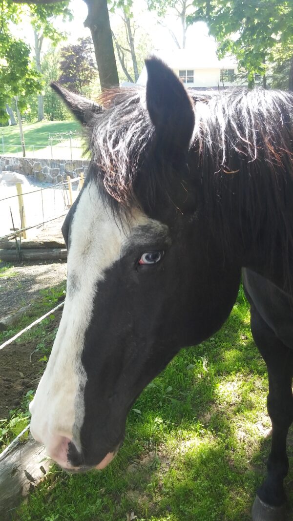 The Farm To Heart – Pony Rides and Portable Petting Zoo in Connecticut ...